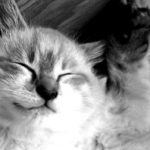 PlaceKittens - free image placeholder generator